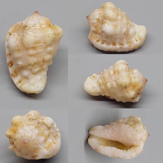 shellauction.net :: Morum exquisitum - 3623027