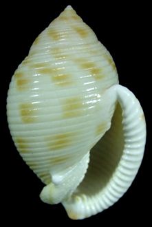 shellauction.net :: Semicassis microstoma - 3623039