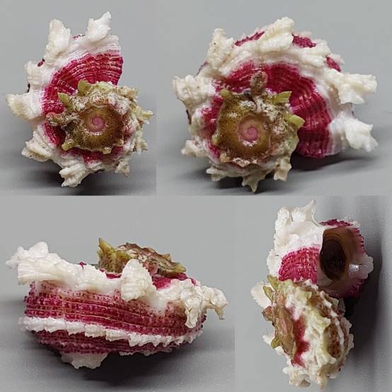 shellauction.net :: Angaria formosa - 3623048