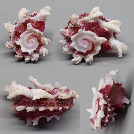 shellauction.net :: Angaria formosa - 3623051