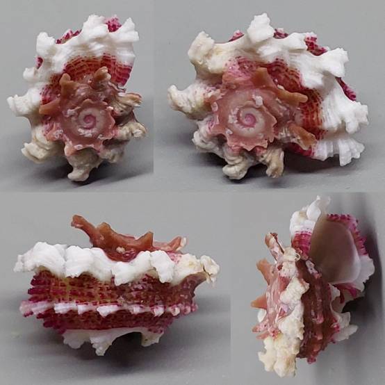 shellauction.net :: Angaria formosa - 3623052