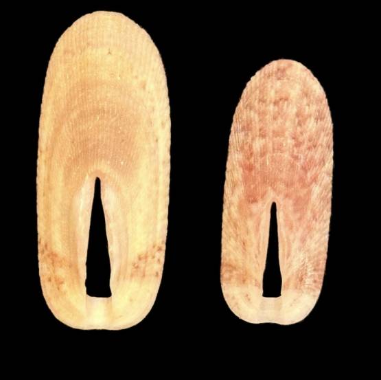 shellauction.net :: Macroschisma africanum - 3623064