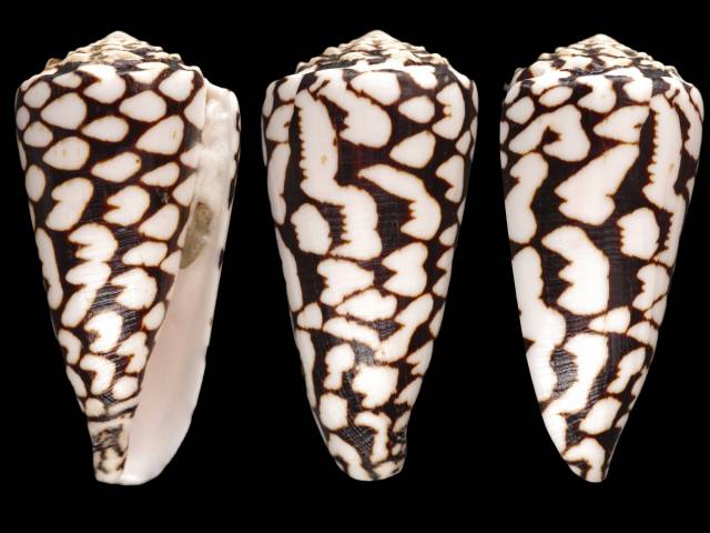 shellauction.net :: Conus marmoreus - 3623116
