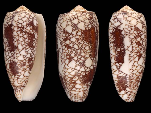 shellauction.net :: Conus omaria - 3623140