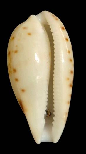 shellauction.net :: Palmulacypraea musumea - 3623181