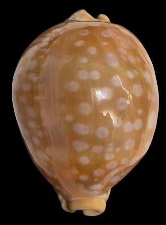 shellauction.net :: Callistocypraea leucodon - 3623210