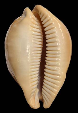 shellauction.net :: Callistocypraea leucodon - 3623210