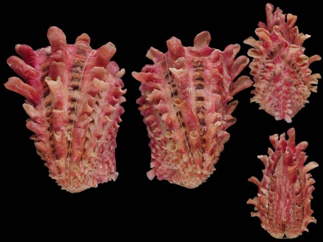 shellauction.net :: Cardita crassicosta - 3623346