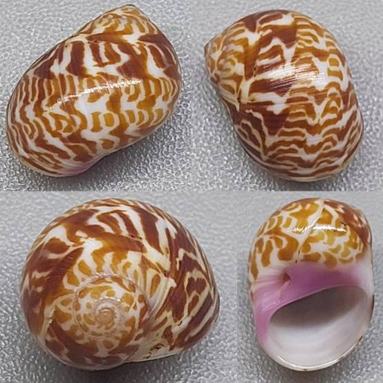 shellauction.net :: Natica sp. - 3623380