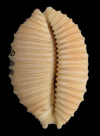 shellauction.net :: Nucleolaria granulata - 3623432