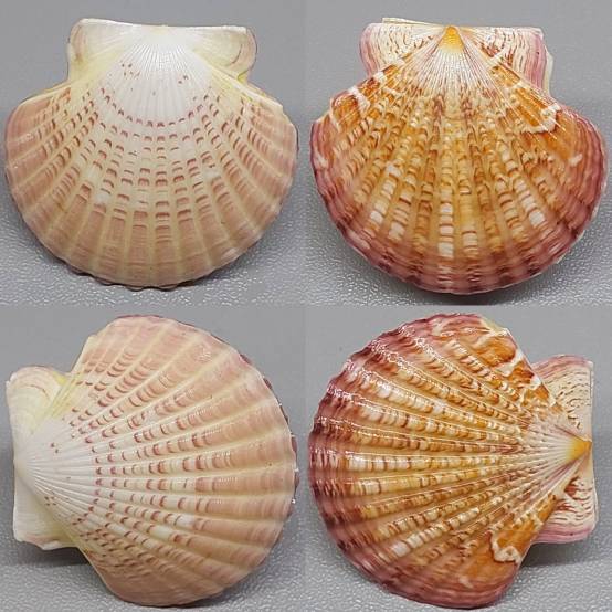 shellauction.net :: Pecten pyxidatus - 3623486