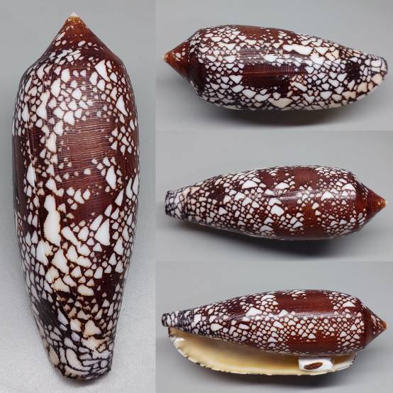 shellauction.net :: Conus cathyae - 3623538