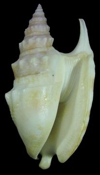 shellauction.net :: Scabrotrophon hawaiiensis - 3623563