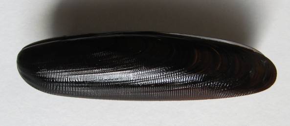 shellauction.net :: Lithophaga teres - 3623618