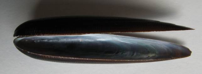 shellauction.net :: Lithophaga teres - 3623618