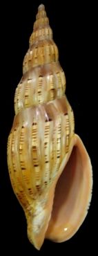 shellauction.net :: Lyria lyraeformis - 3623650