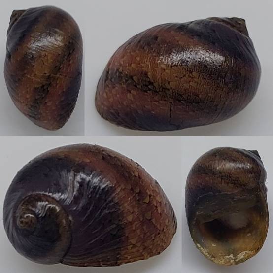 shellauction.net :: Clithon circumvolutum - 3623732