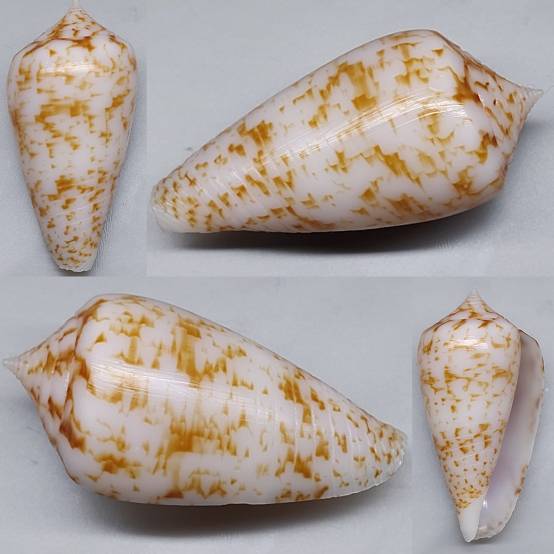 shellauction.net :: Conus sp. - 3623741