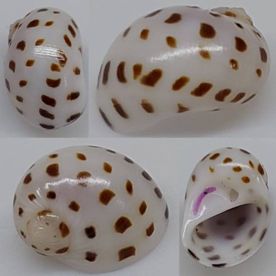 shellauction.net :: Naticarius concinnus - 3623746