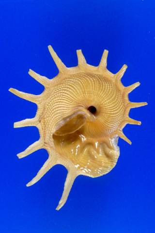 shellauction.net :: Stellaria solaris paucispina - 3623816