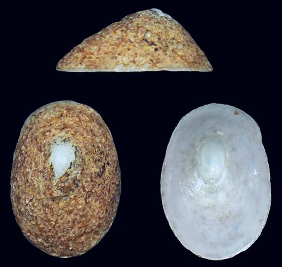 shellauction.net :: Lepeta caeca caeca - 3623838