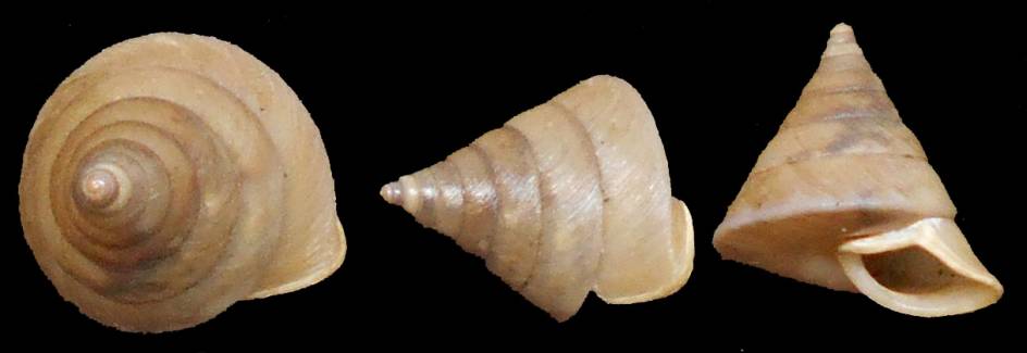 shellauction.net :: Cyclotus politus sumbaensis - 3623882