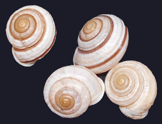 shellauction.net :: Rhagada solorensis solorensis - 3623902