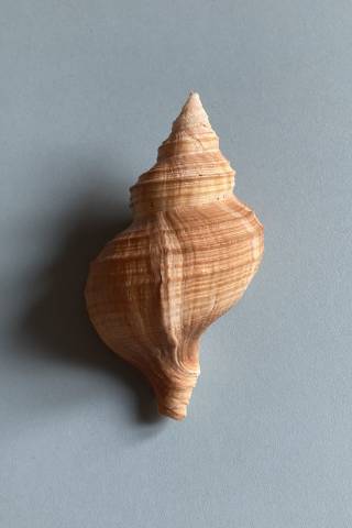 shellauction.net :: Neptunea sp. - 3624022