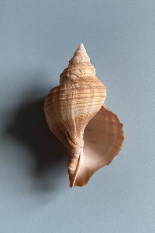 shellauction.net :: Neptunea sp. - 3624022