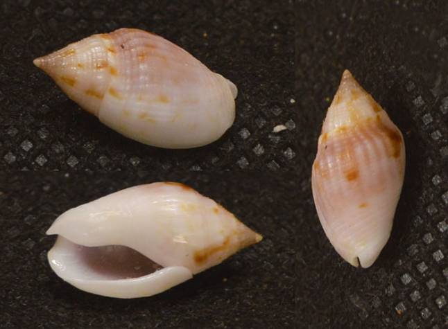 shellauction.net :: Cyllene desnoyersi lyrata - 3624097