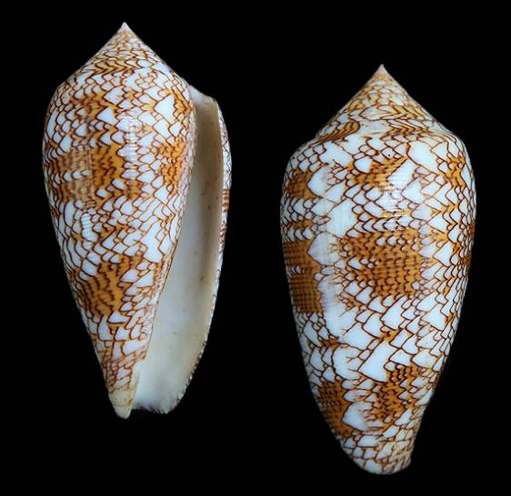 shellauction.net :: Conus textile - 3624111