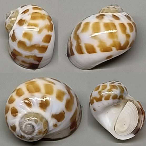 shellauction.net :: Natica sp. - 3624191