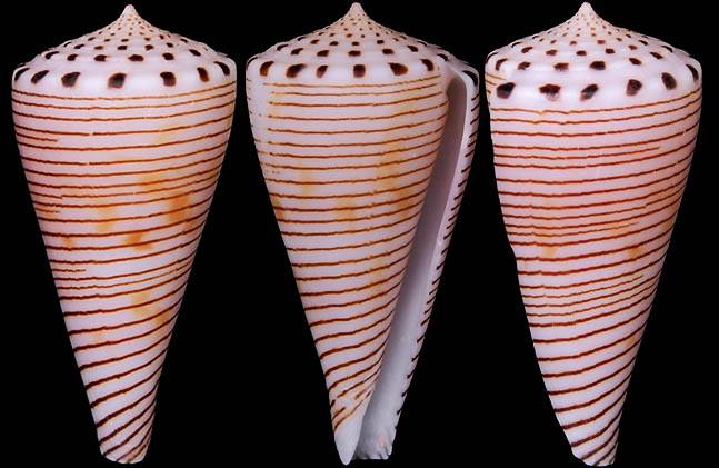 shellauction.net :: Conus hirasei - 3624341