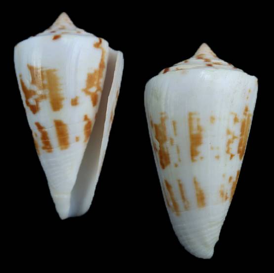 shellauction.net :: Conus eximius - 3624596