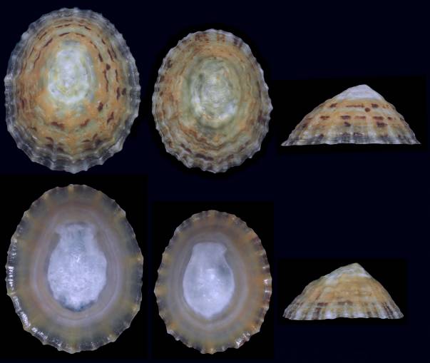 shellauction.net :: Patella (Patella) vulgata form intermedia - 3624599