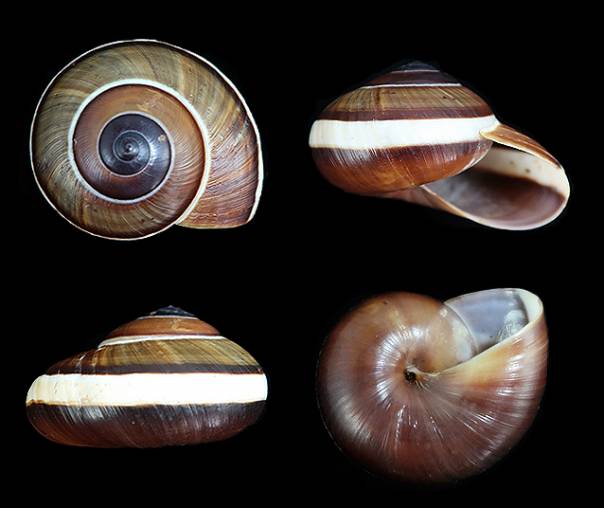 shellauction.net :: Xesta citrina citrina - 3624685