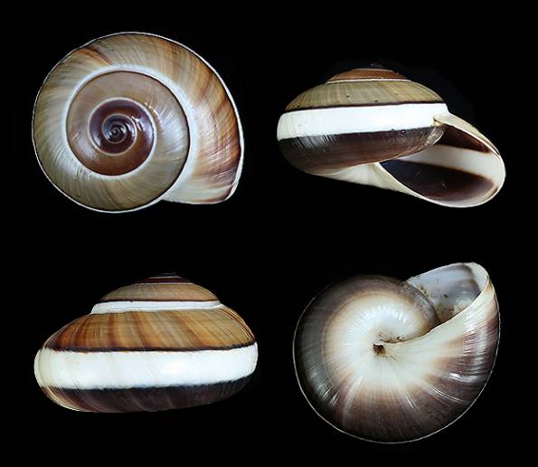 shellauction.net :: Xesta citrina citrina - 3624686