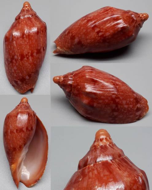 shellauction.net :: Cymbiola innexa - 3624704