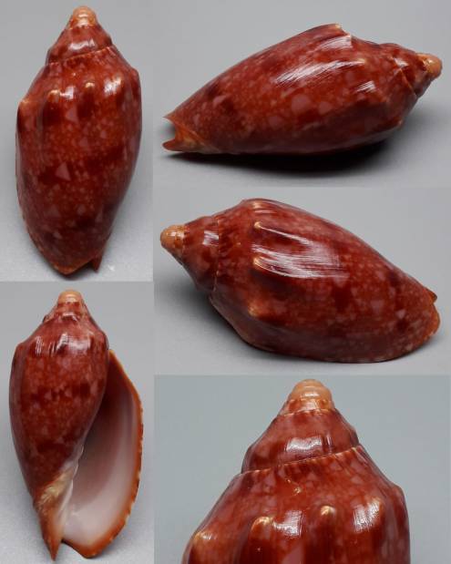 shellauction.net :: Cymbiola innexa - 3624706