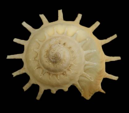 shellauction.net :: Stellaria solaris - 3624810