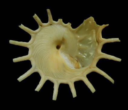 shellauction.net :: Stellaria solaris - 3624810