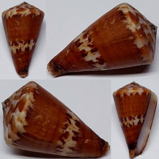 shellauction.net :: Conus capitaneus - 3624858