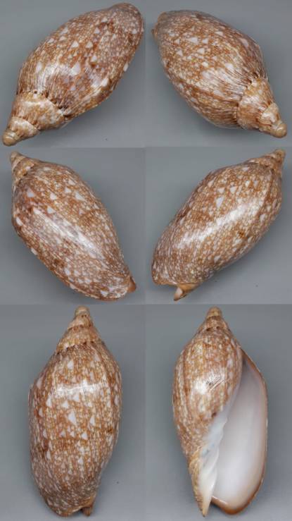 shellauction.net :: Cymbiola innexa marispuma - 3624923