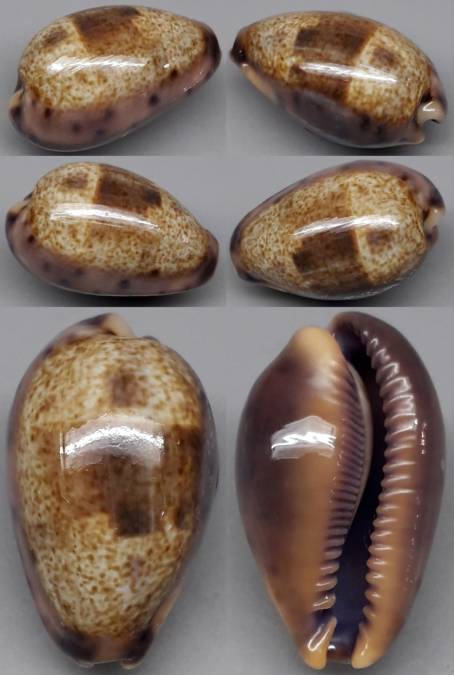 shellauction.net :: Contradusta walkeri - 3625247