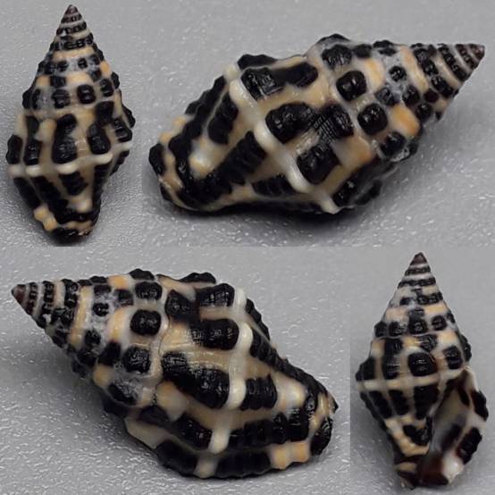 shellauction.net :: Engina lauta - 3625420