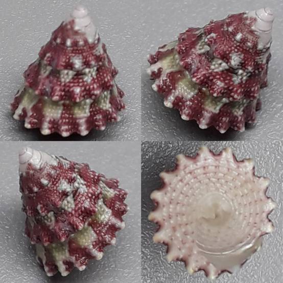 shellauction.net :: Trochus cumingii - 3625446