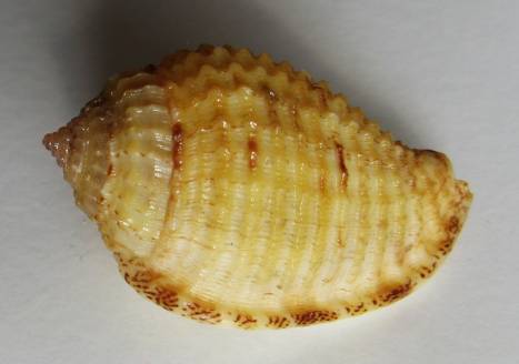 shellauction.net :: Morum amabile - 3625684