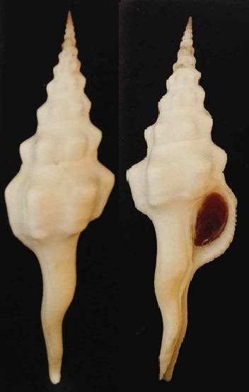 shellauction.net :: Fusinus undatus - 3625690