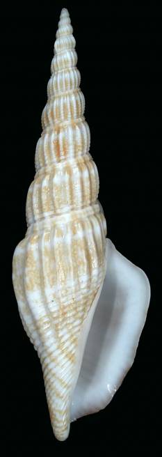 shellauction.net :: Doxander operosus - 3625713