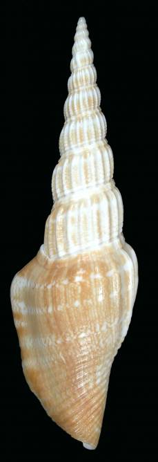 shellauction.net :: Doxander operosus - 3625713